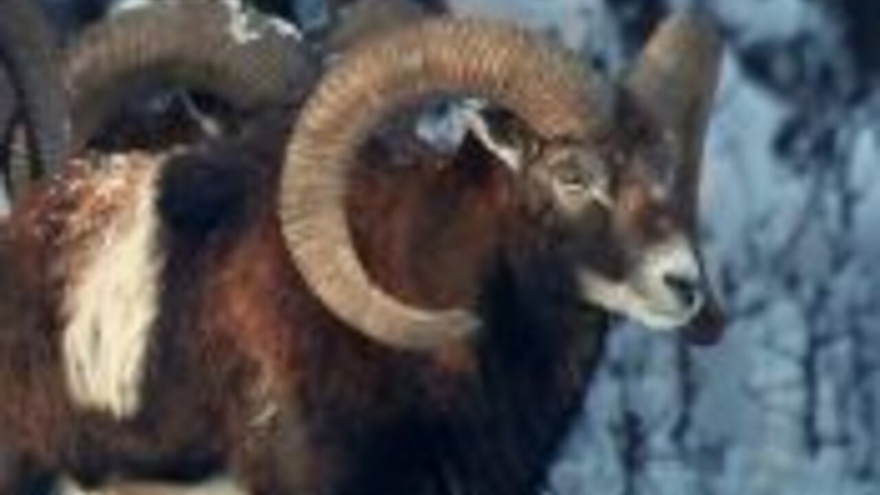 Mouflon - Wild Instinct Hungary