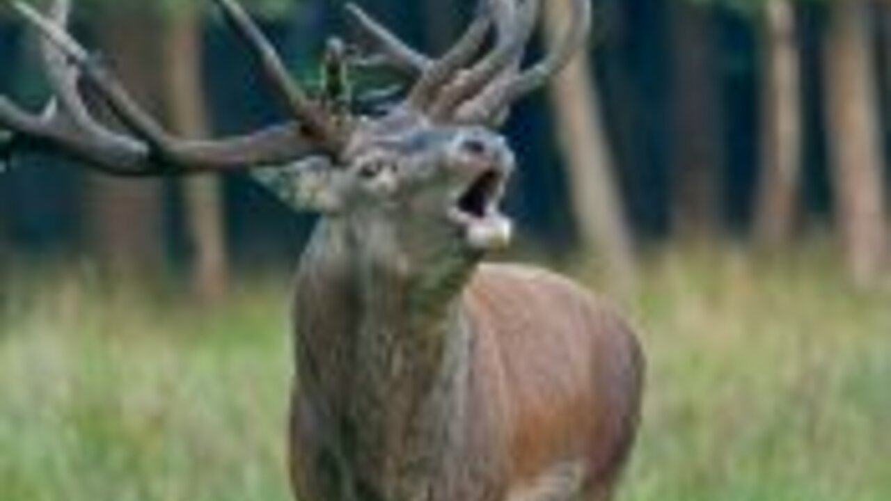 Red Stag - Wild Instinct Hungary